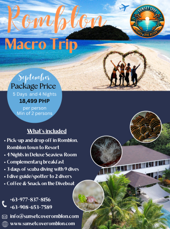Home - Romblon Fun Divers » MACRO | SCUBA | PHOTOGRAPHY | COURSES